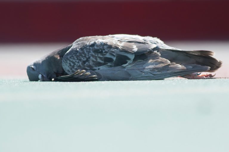 The Day the One Show Came - Craig Denford Photography